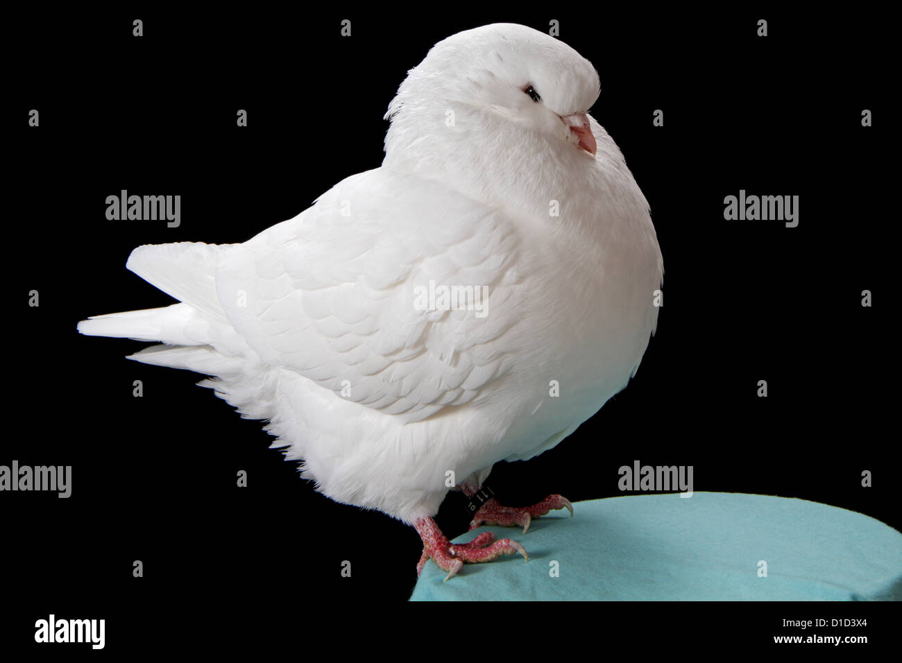 White fancy pigeon hi-res stock photography and images - Alamy