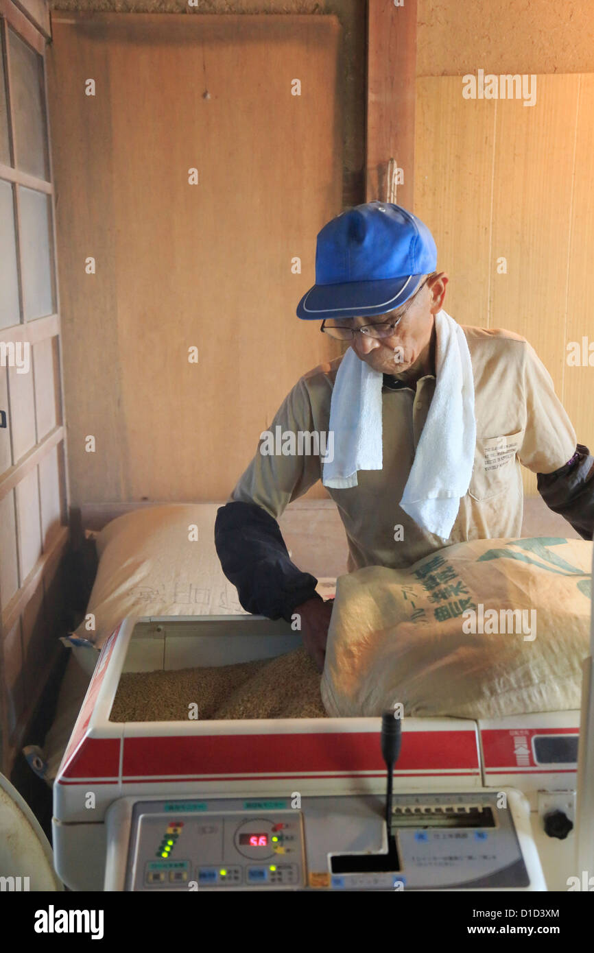 Farmer Putting Rice into Rice Polisher Stock Photo - Alamy