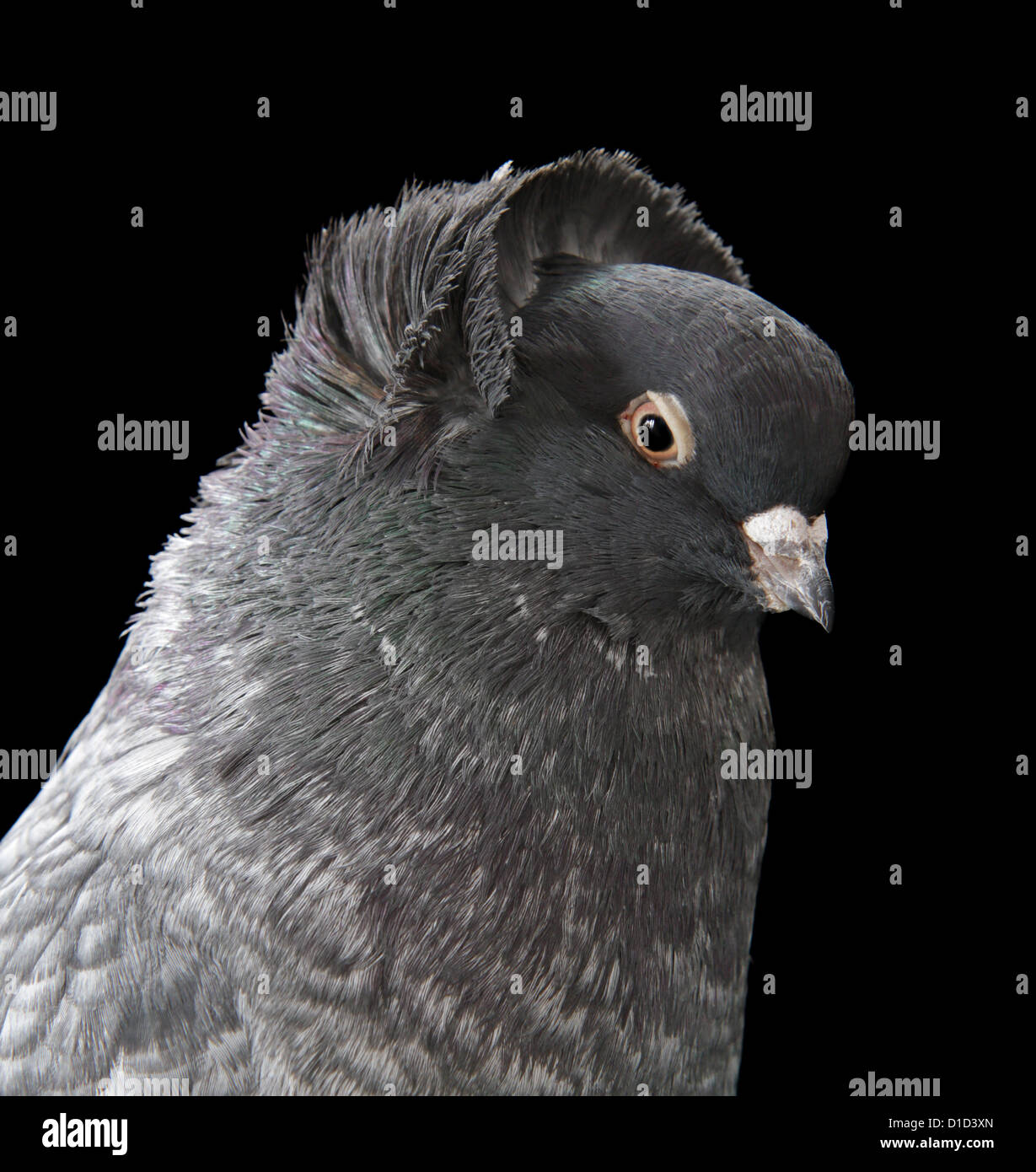 Close-up of a Russian tumbler fancy pigeon on a plain black background ...