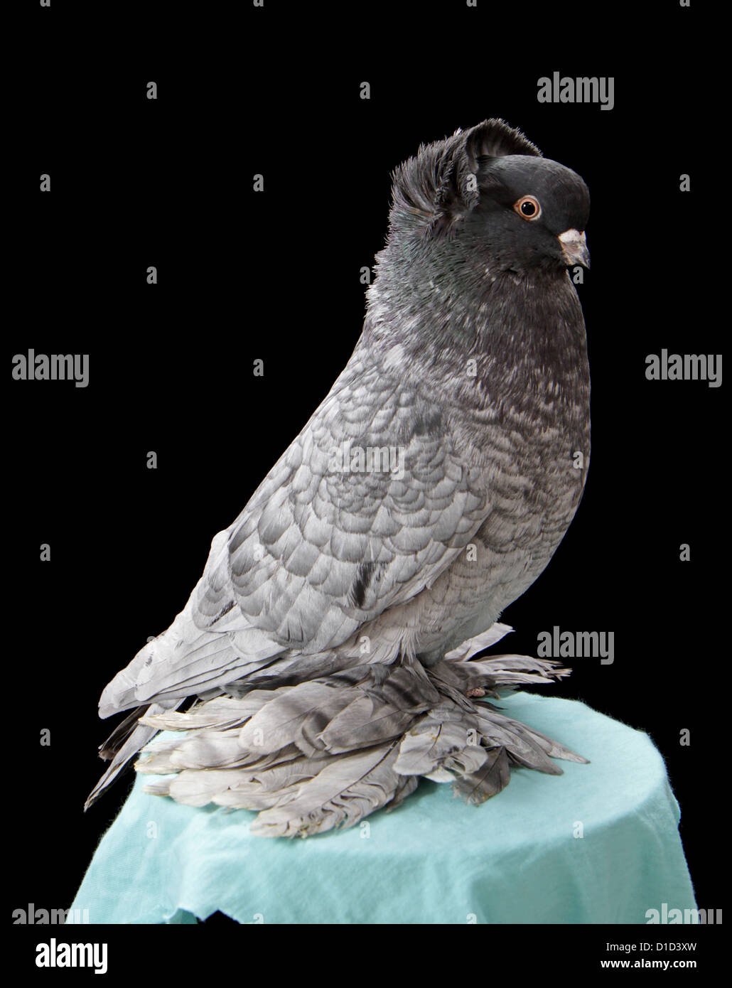 Russian tumbler fancy pigeon on a plain black background Stock Photo ...