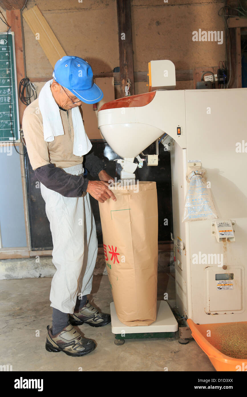 Farmer Putting Rice into Sack Stock Photo - Alamy