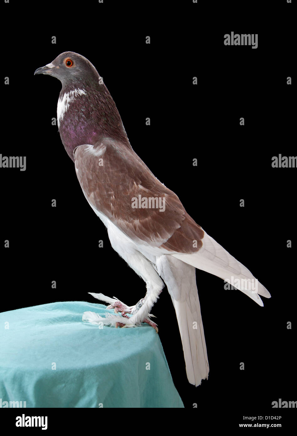 Pigmy pouter fancy pigeon on a plain black background Stock Photo - Alamy