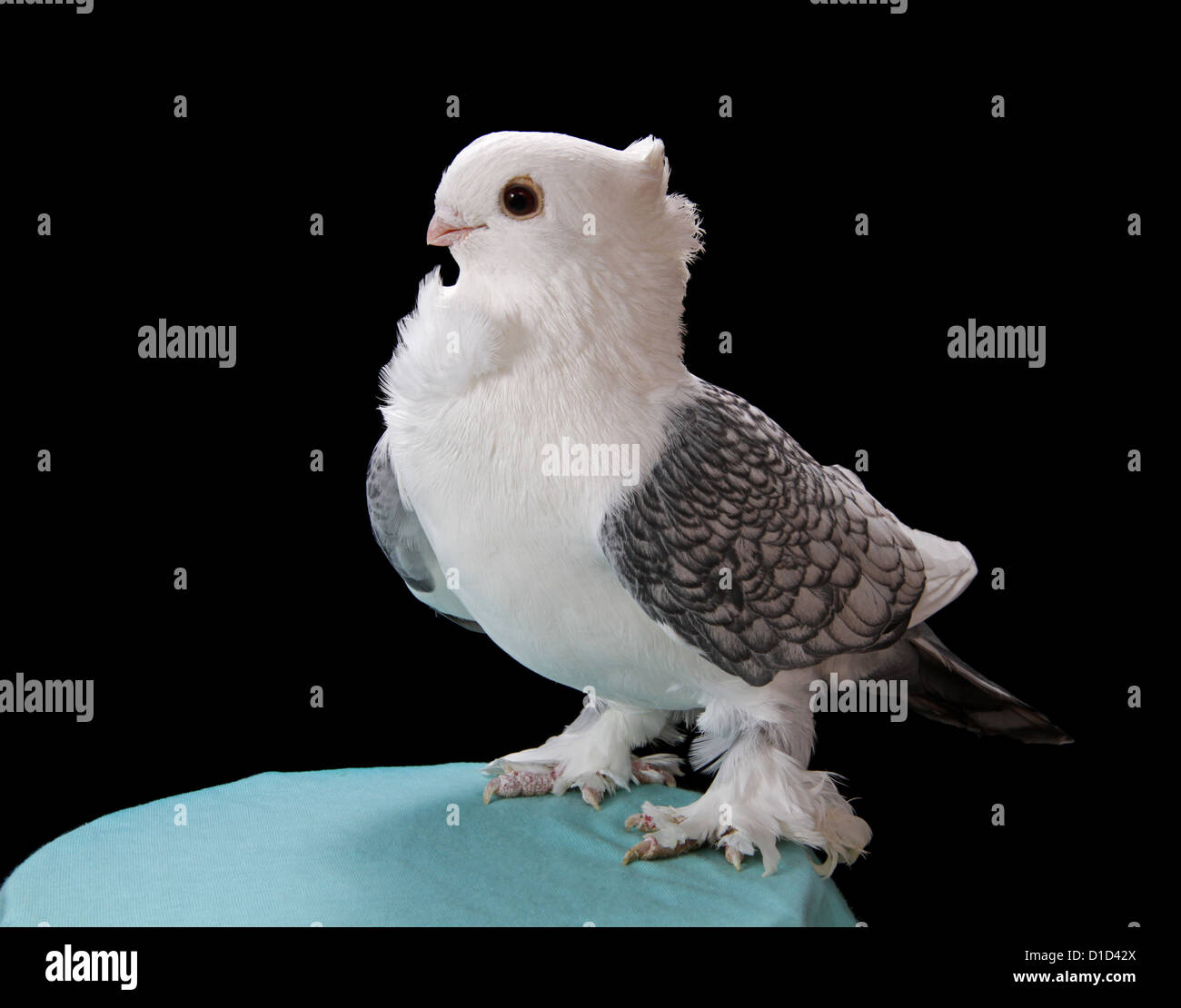 Classic old frill fancy pigeon hi-res stock photography and images - Alamy