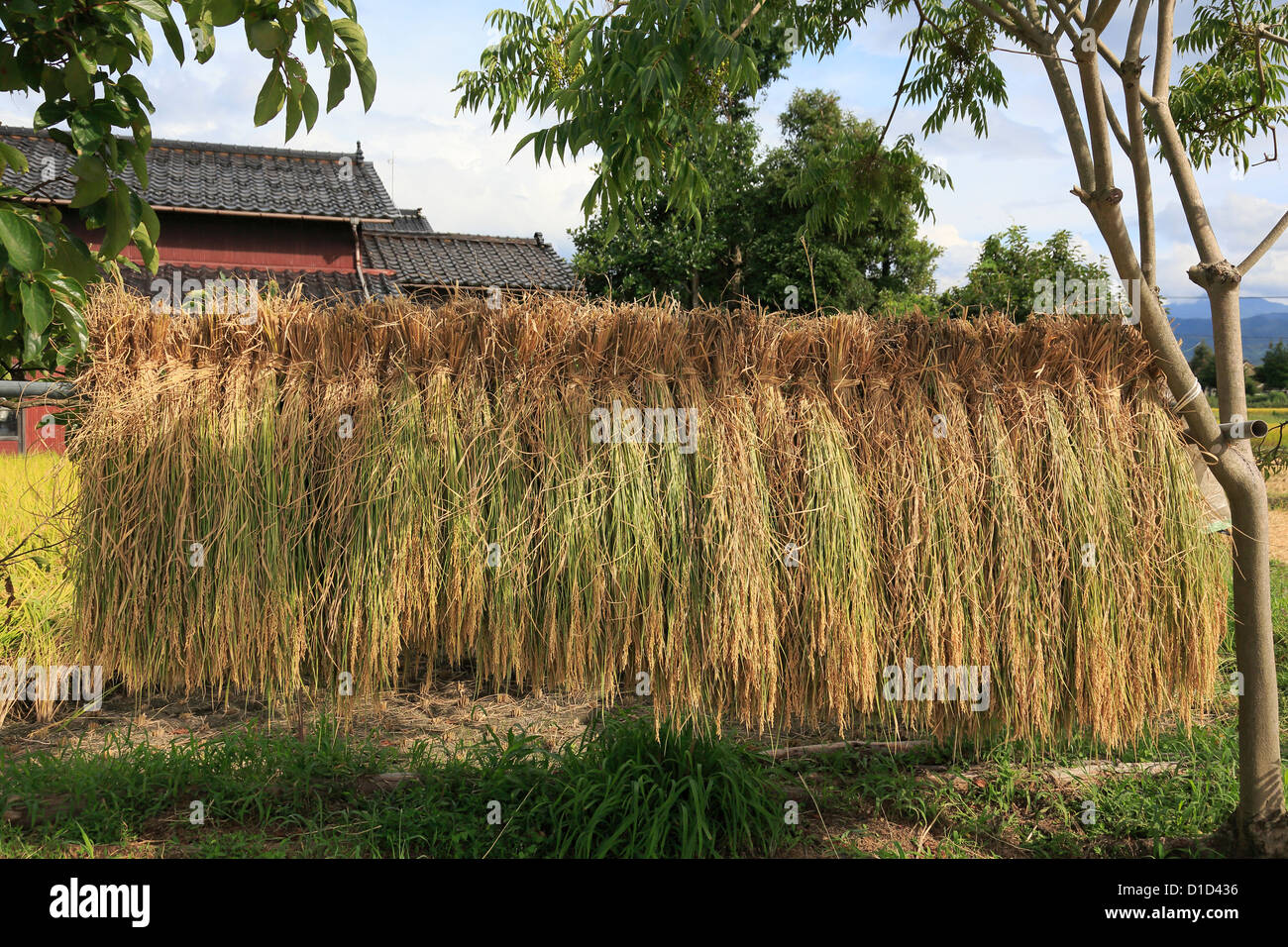 Rice Ear Dried in the Sun Stock Photo - Alamy