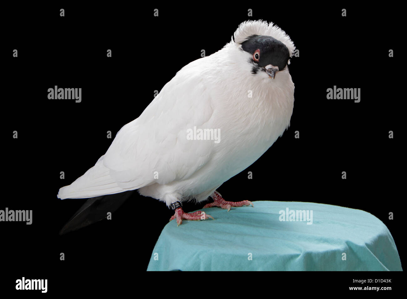 Helmet pigeon hi-res stock photography and images - Alamy