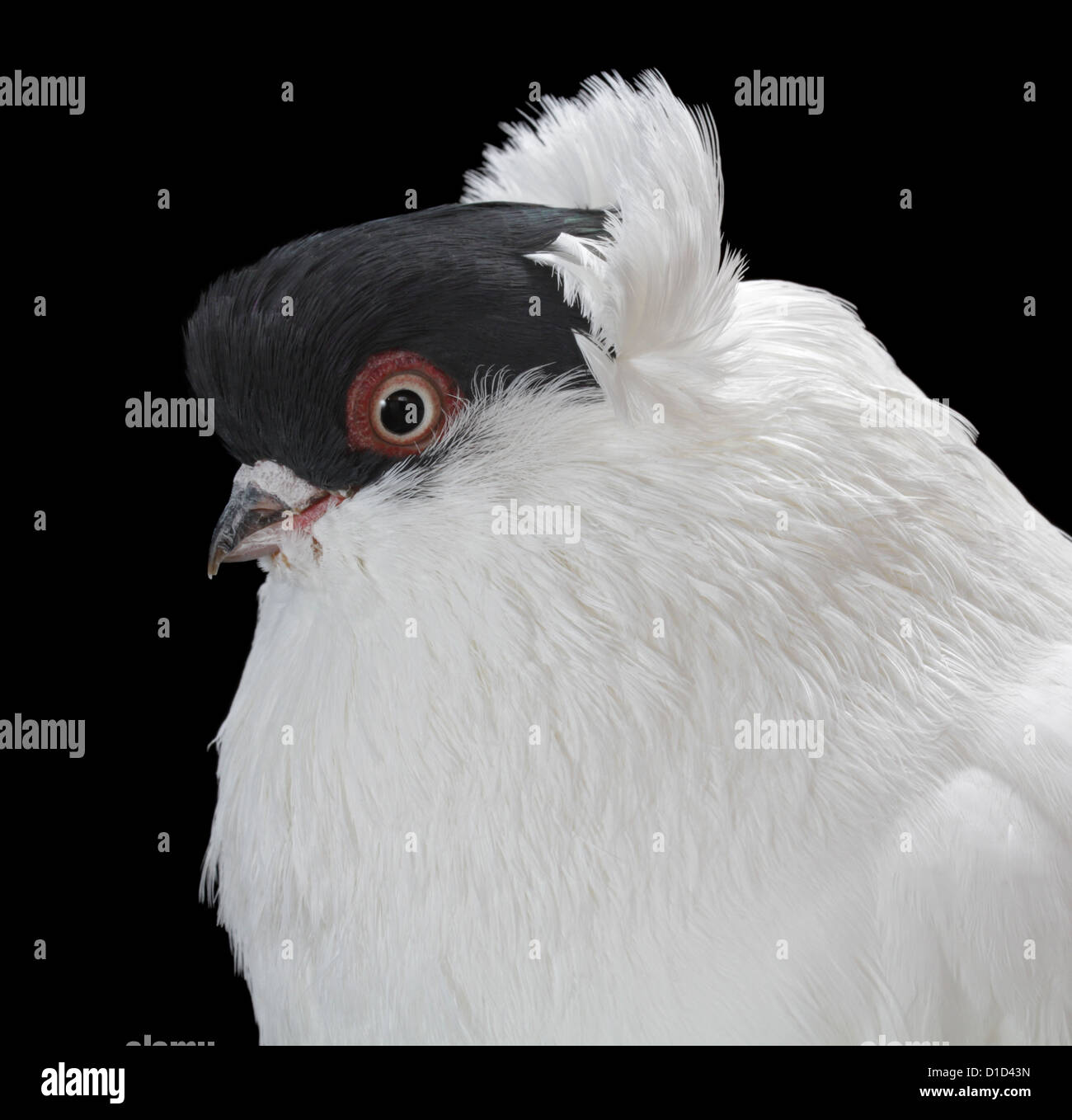 Medium face helmet fancy pigeon on a plain black background Stock Photo ...