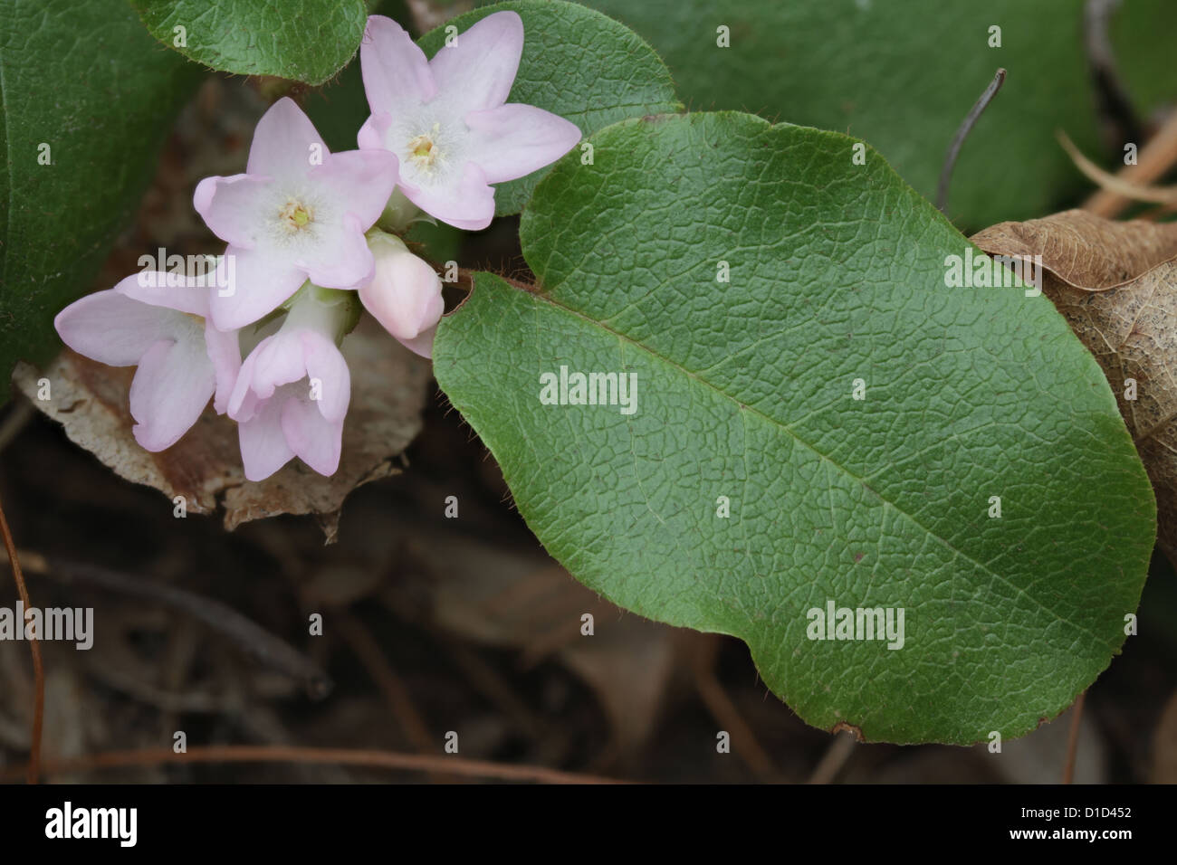 Trailing arbutus, Epigaea repens (also known as mayflower Stock Photo ...