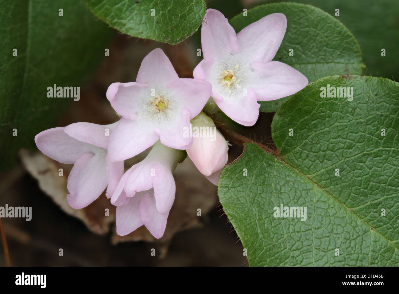 Epigaea Repens Native Plant Trust | Mayflower, A.k.a. Trailing Arbutus