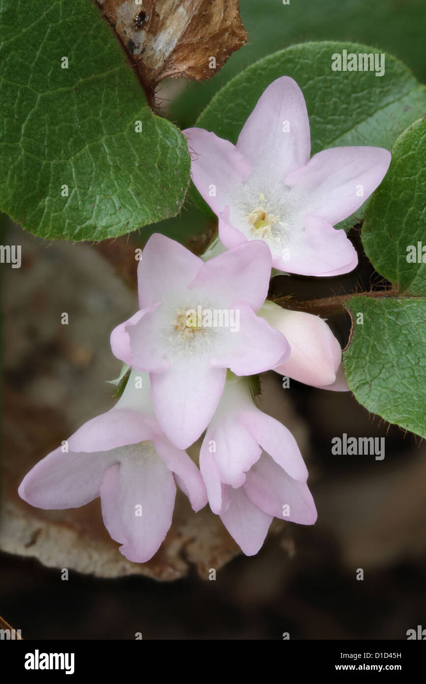 Trailing Arbutus Leaves