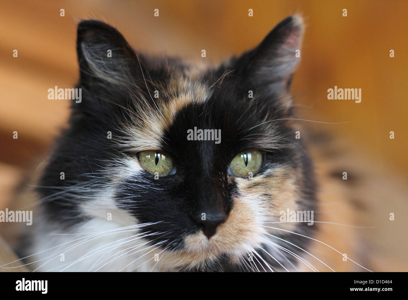 Calico cat face hi-res stock photography and images - Alamy