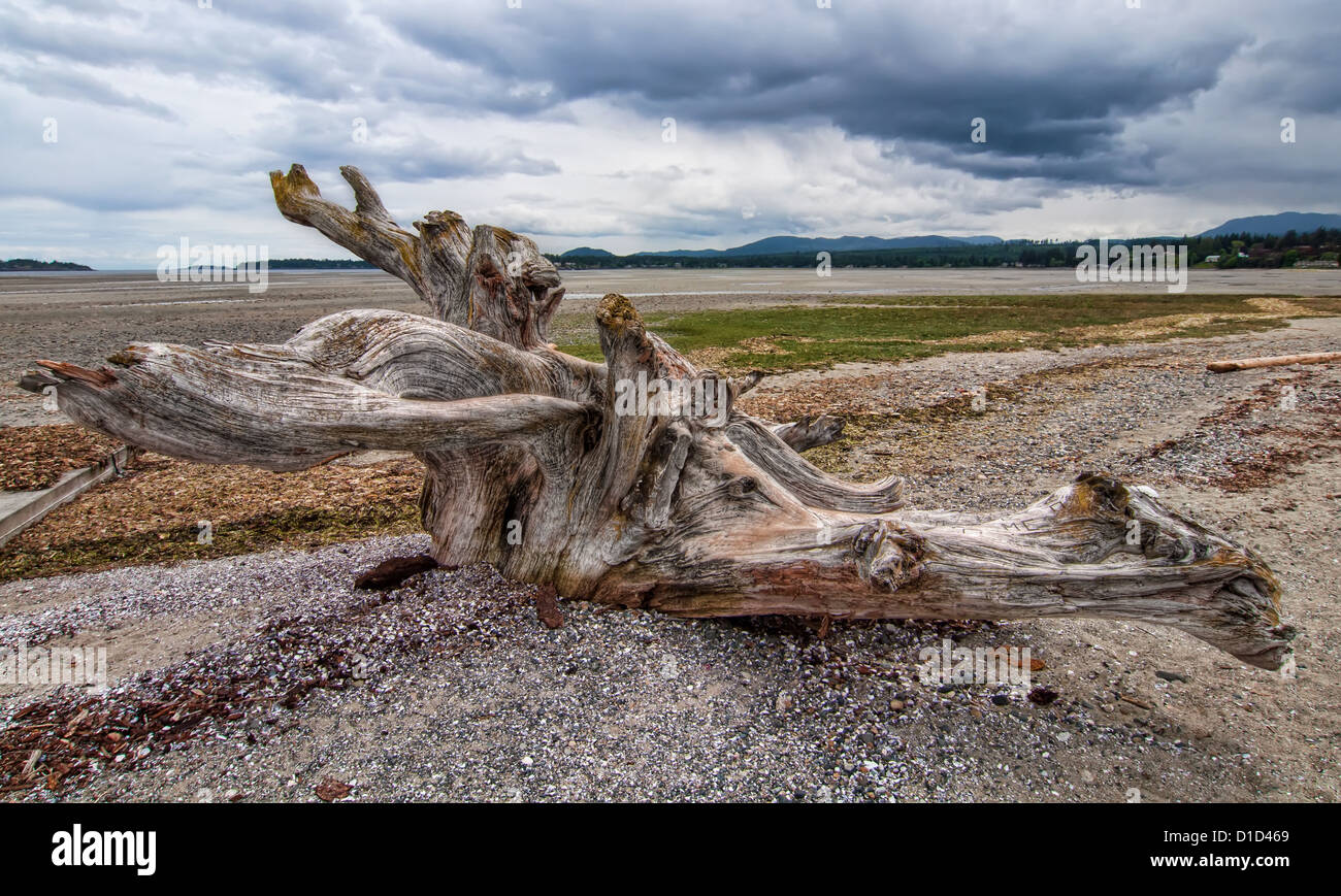 Large tree stump driftwood on beach on Vancouver Island Stock Photo - Alamy
