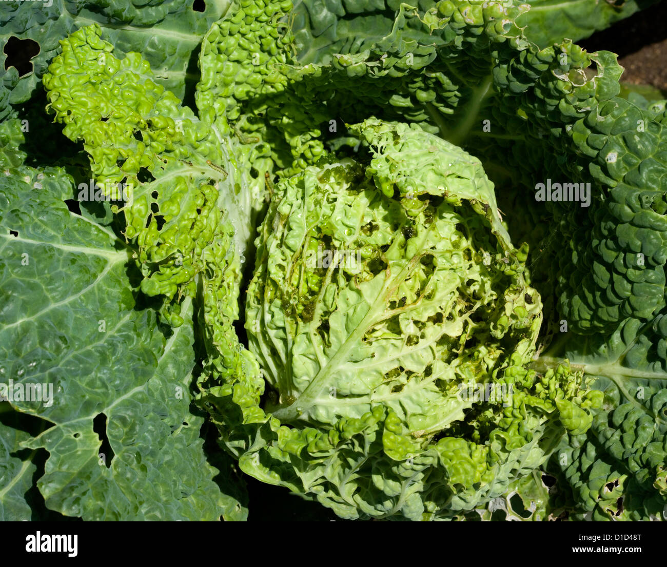 Cabbage growing but severely damaged by caterpillars Stock Photo - Alamy