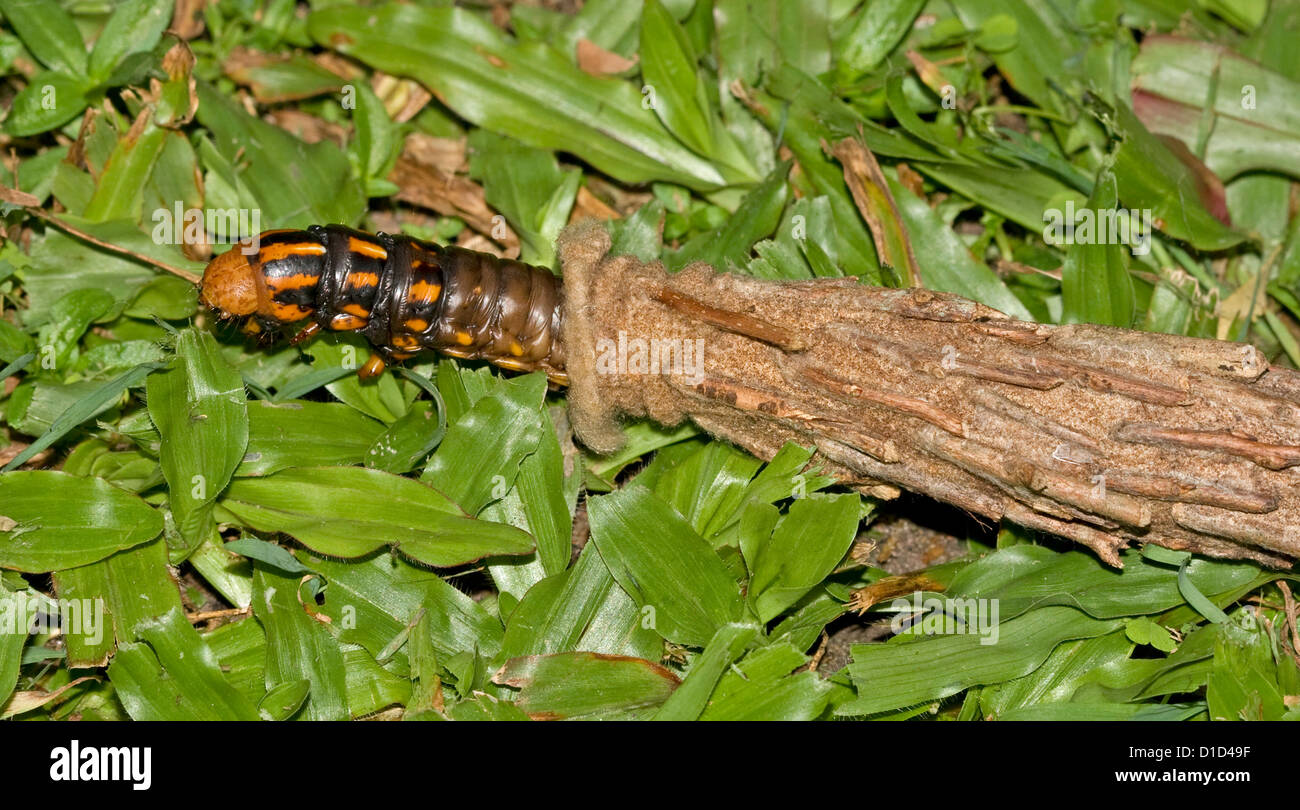Saunders case moth hi-res stock photography and images - Alamy