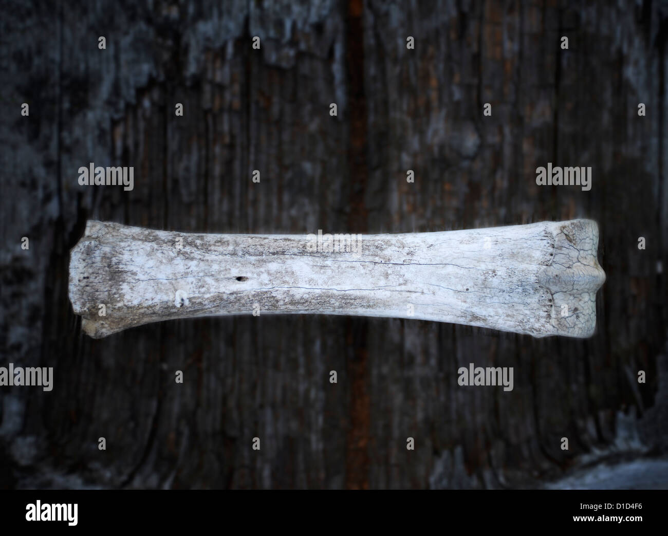 Bleached bone hi-res stock photography and images - Alamy