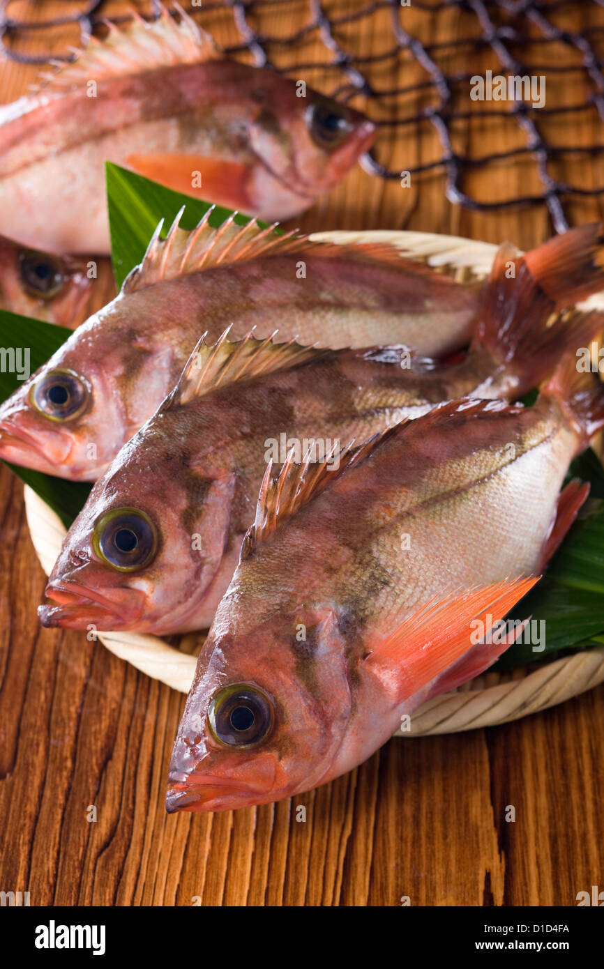 Rockfish seafood hi-res stock photography and images - Alamy