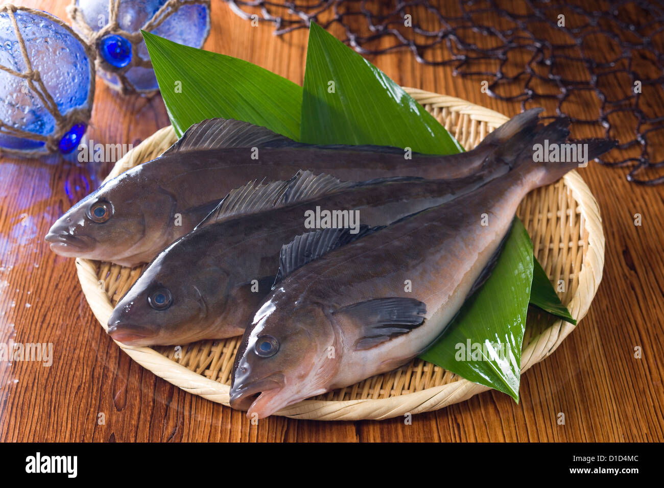 Greenling fish hi-res stock photography and images - Alamy