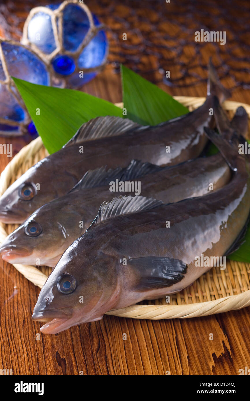 Greenling fish hi-res stock photography and images - Alamy