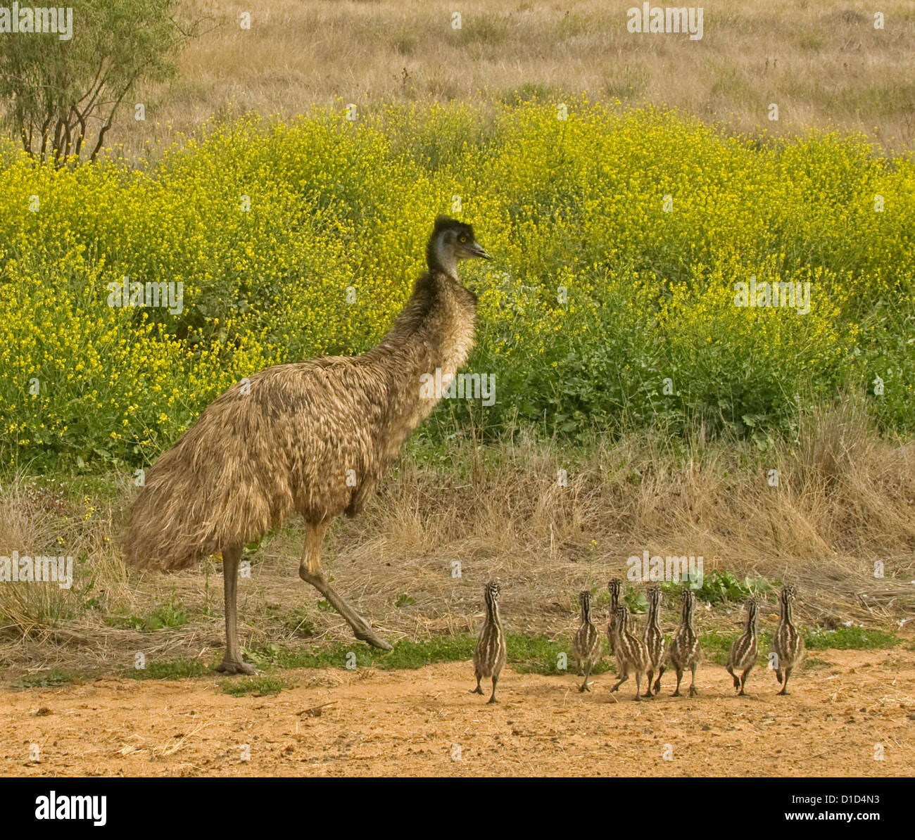 Group baby emu hi-res stock photography and images - Alamy