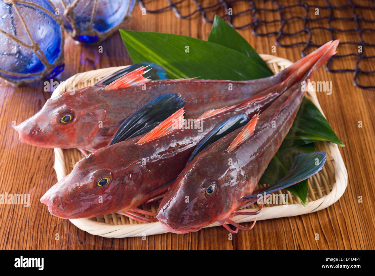 Red Gurnard Stock Photo - Alamy