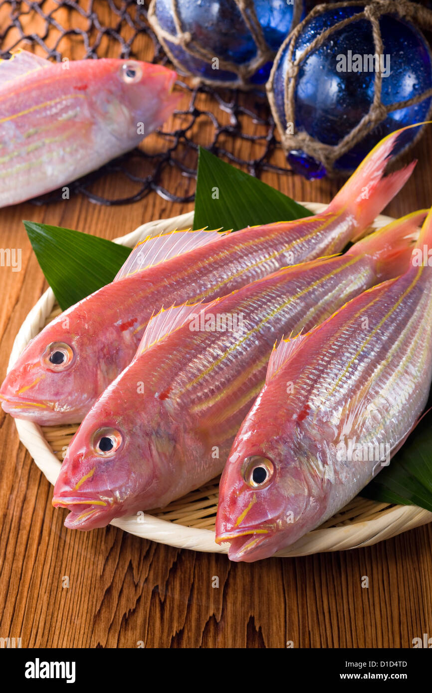 Golden Threadfin Bream Stock Photo - Alamy