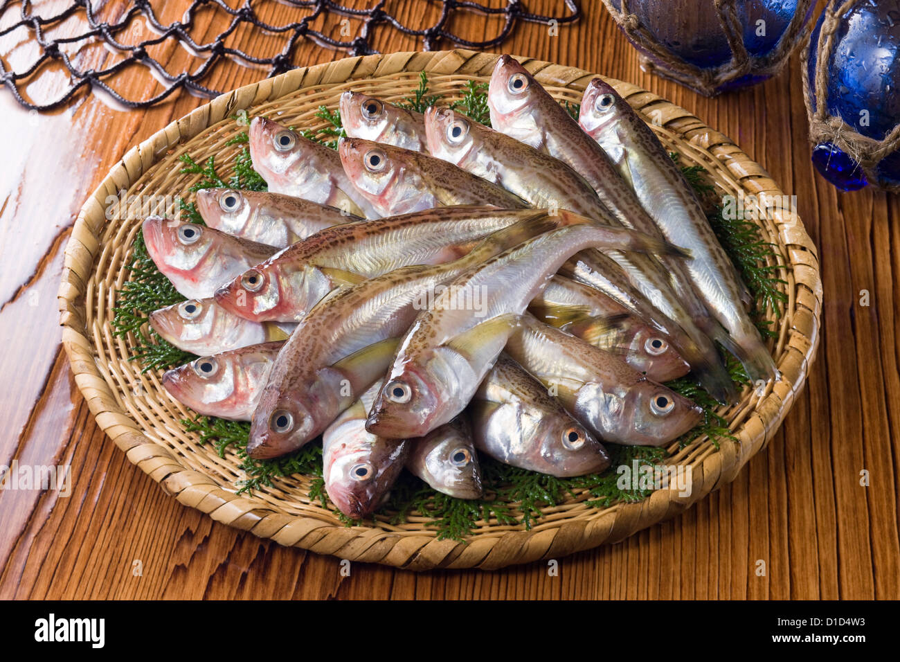 Sailfin sandfish hi-res stock photography and images - Alamy
