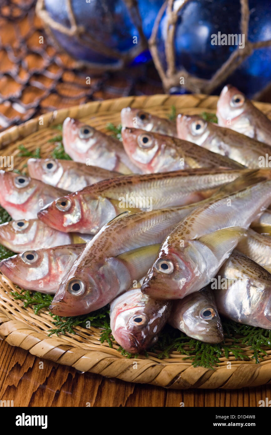 Sandfish hi-res stock photography and images - Alamy