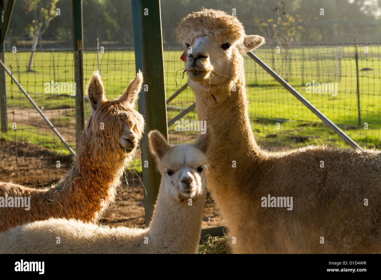 Female Alpaca posing with her babies Stock Photo - Alamy