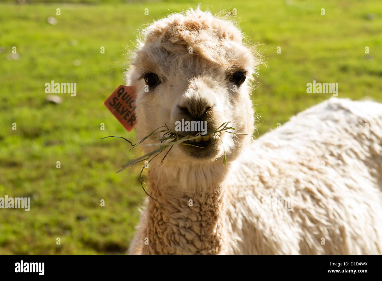Young Alpaca chewing hay Stock Photo - Alamy
