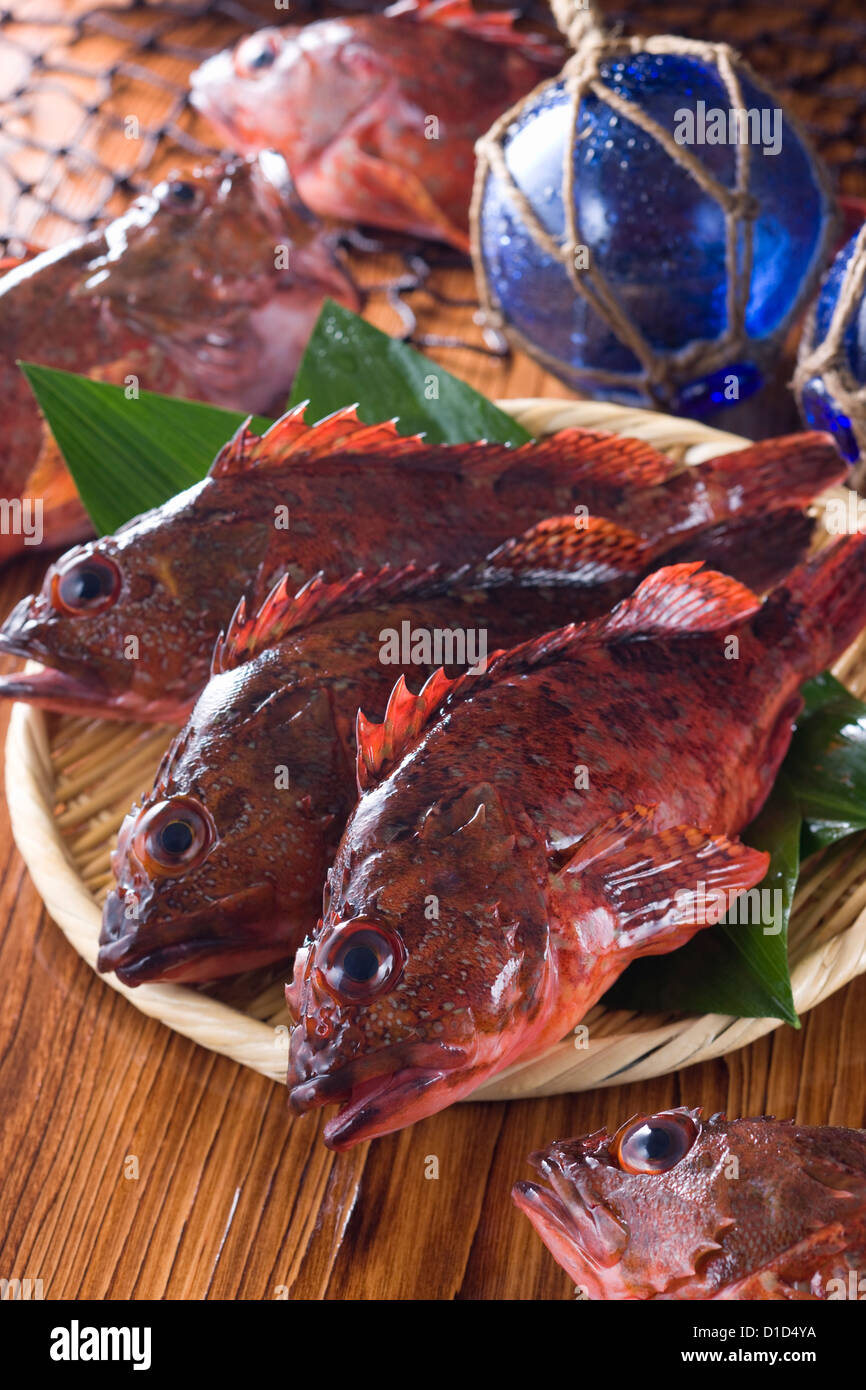 Kasago fish hi-res stock photography and images - Alamy