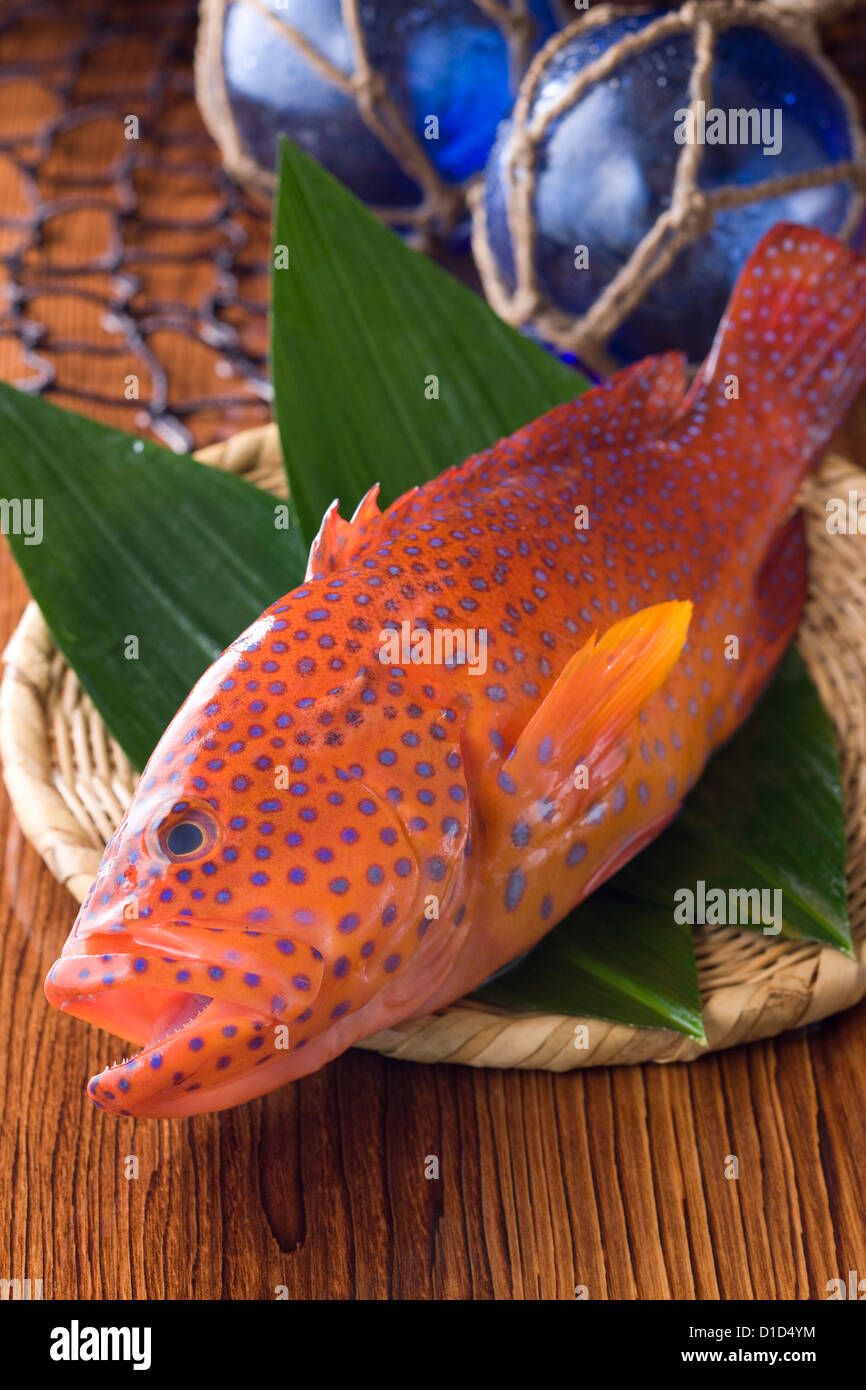 Vermillion fish hi-res stock photography and images - Alamy