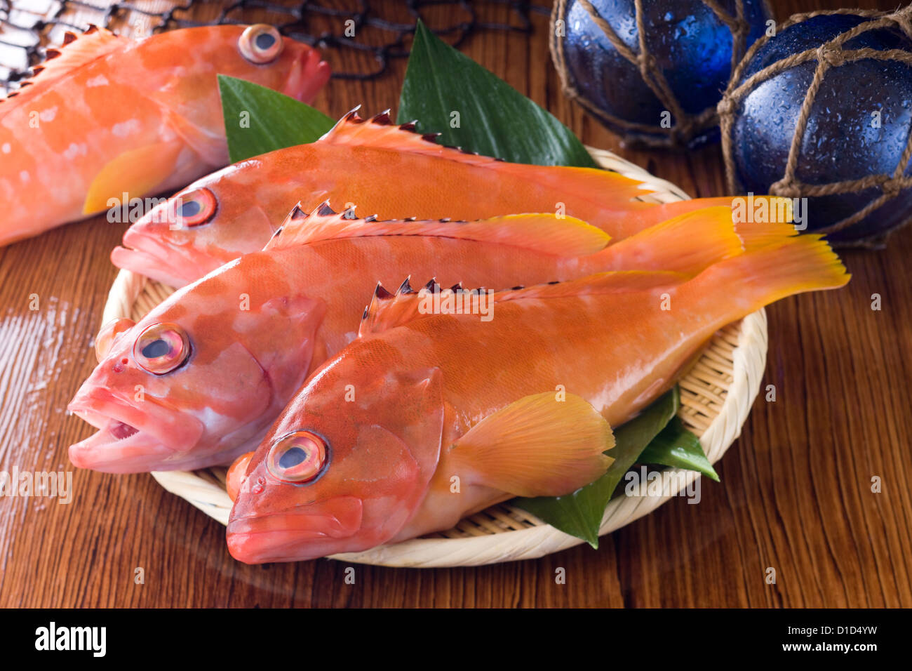 Reef cod hi-res stock photography and images - Alamy