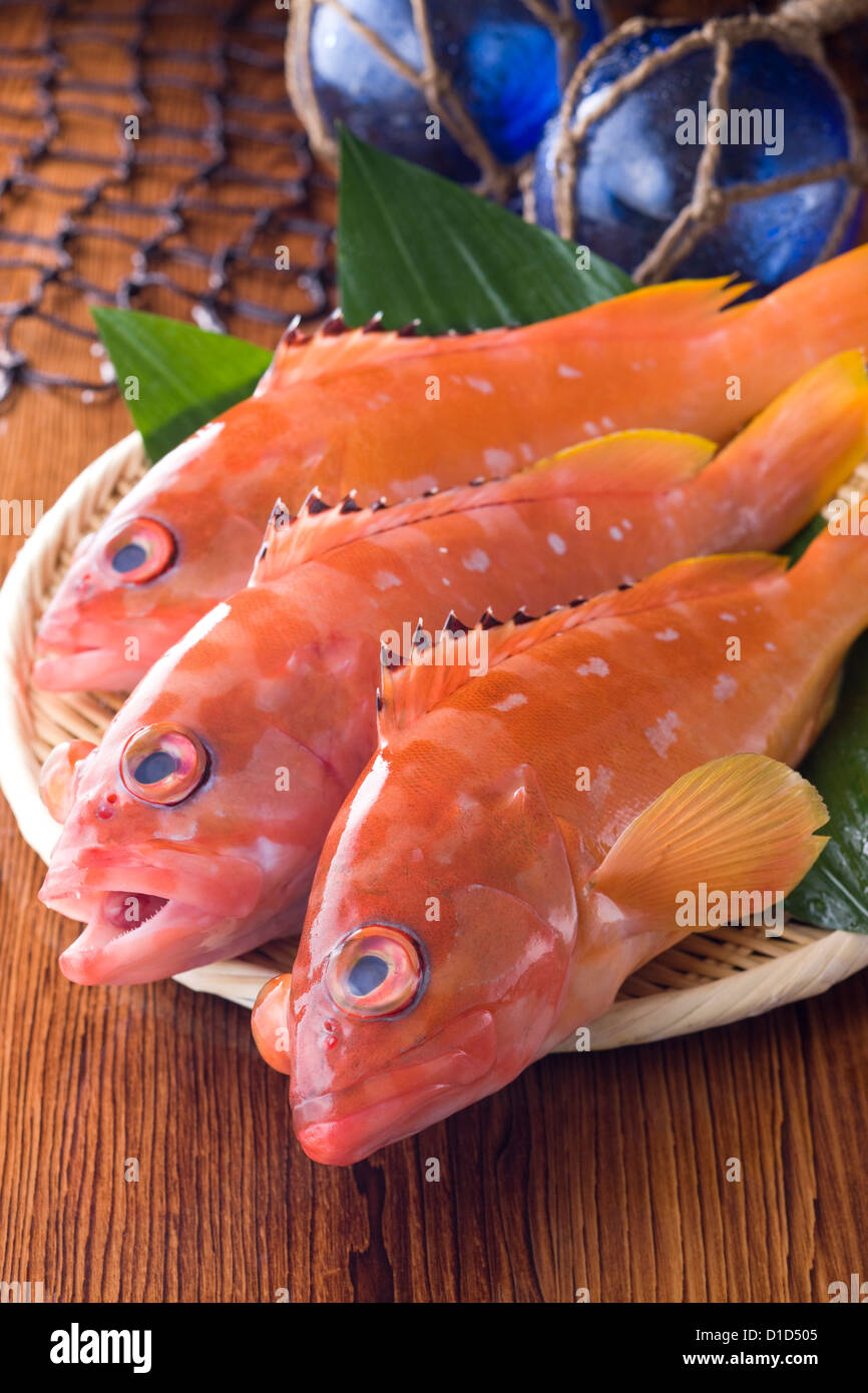 Reef cod hi-res stock photography and images - Alamy
