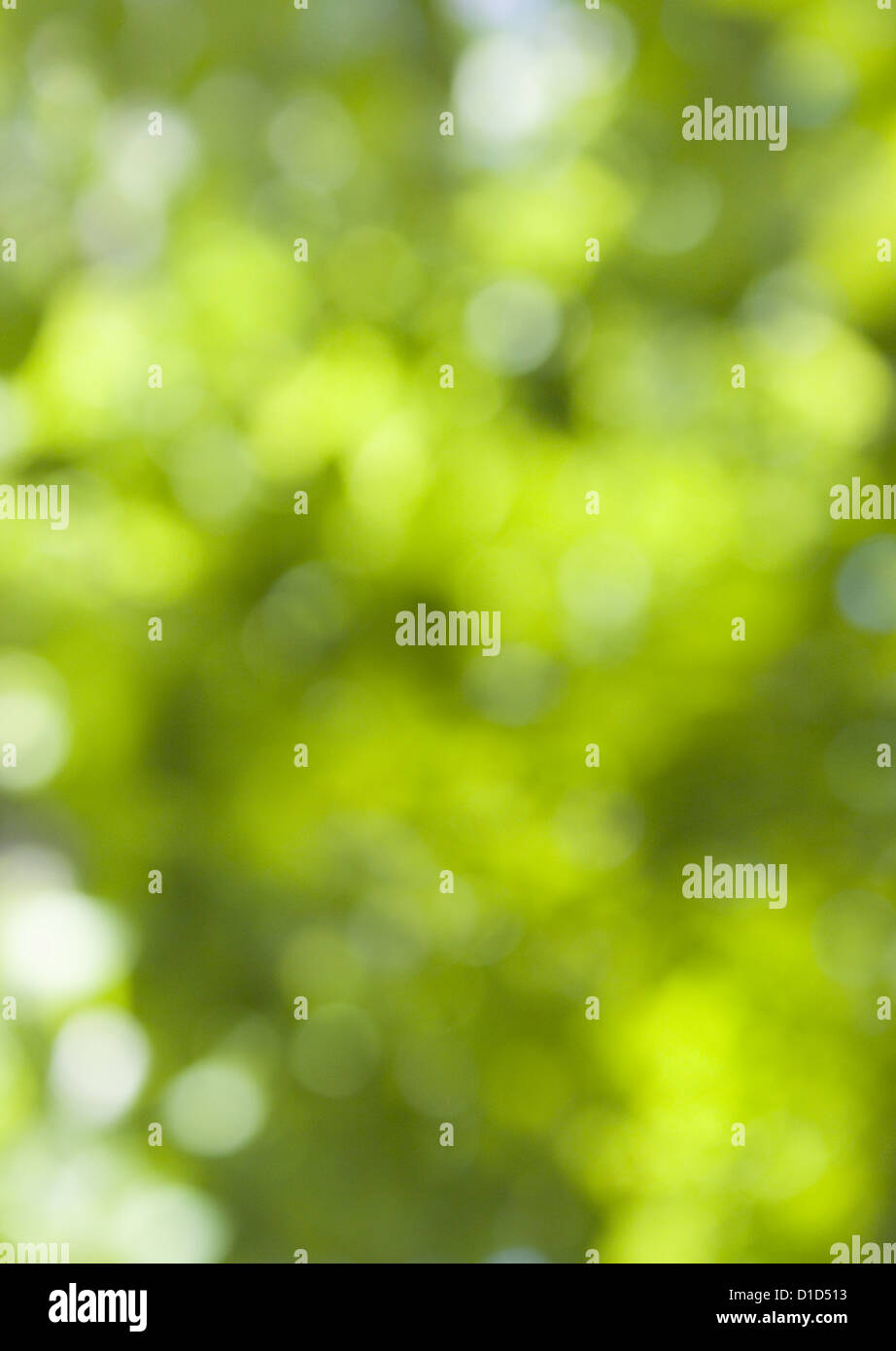 Image of sunshine filtering through foliage Stock Photo - Alamy