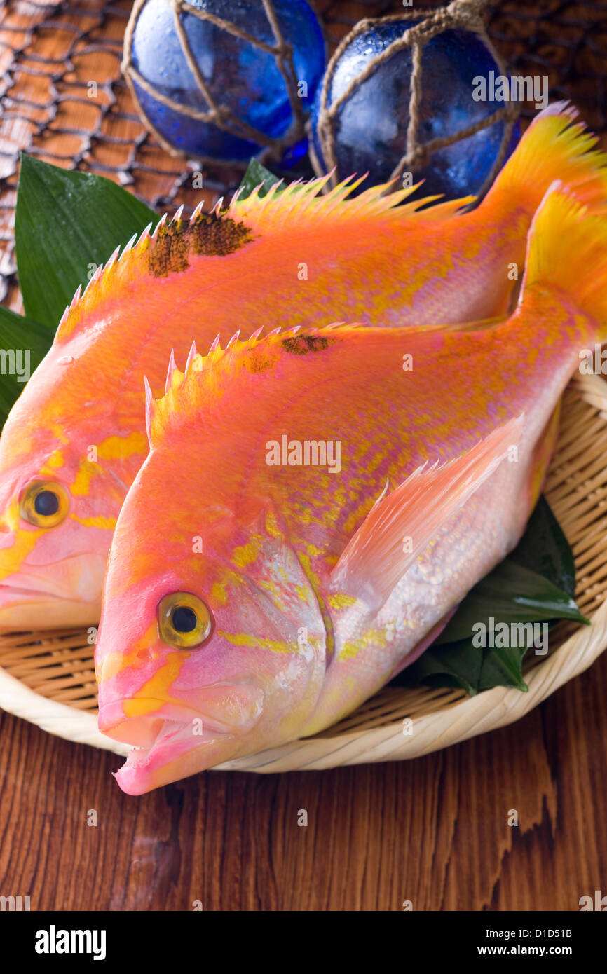 Schlegel's Red Bass Stock Photo - Alamy