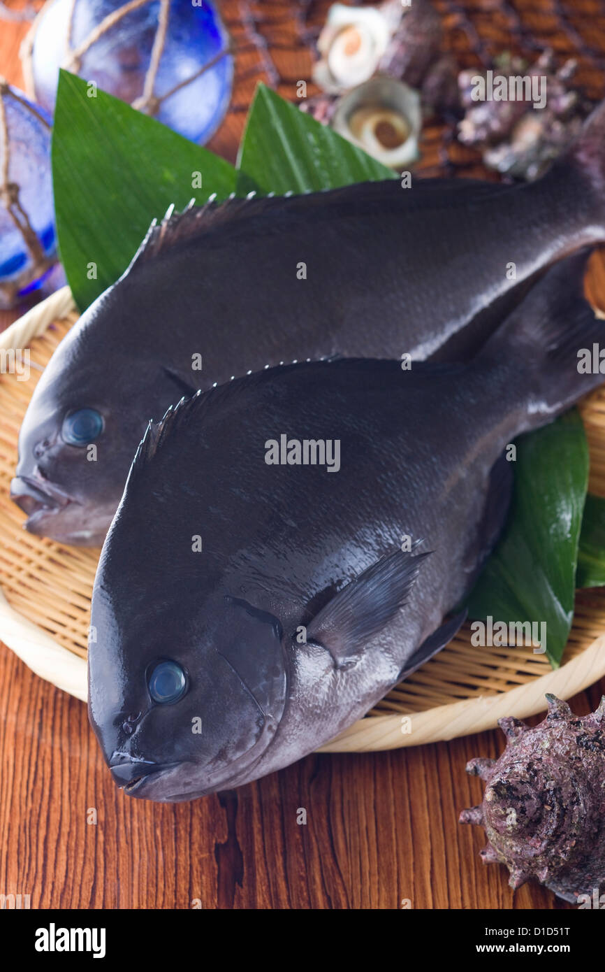 Blackfish High Resolution Stock Photography and Images - Alamy