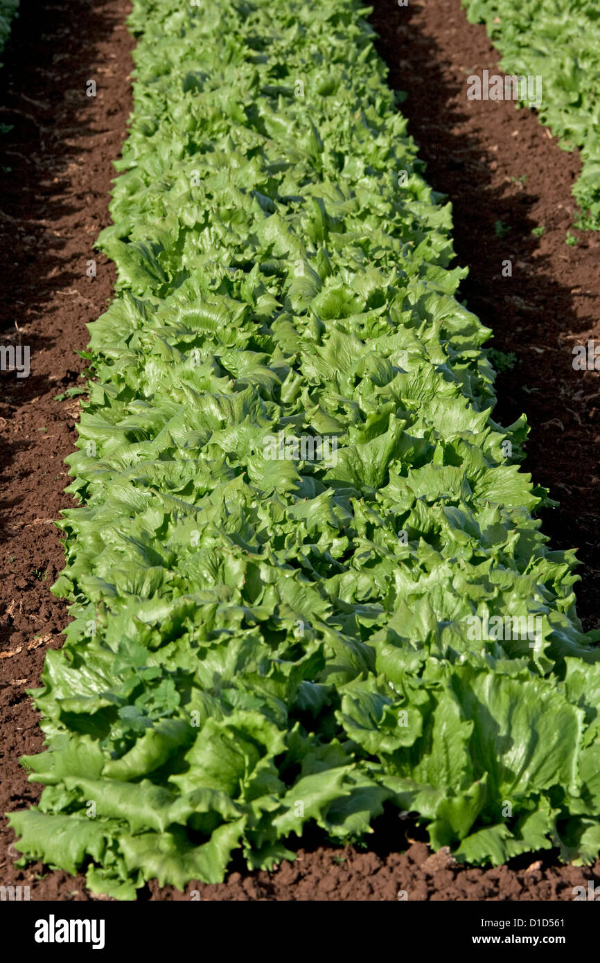 Long neat rows of lettuces growing on farm Stock Photo - Alamy
