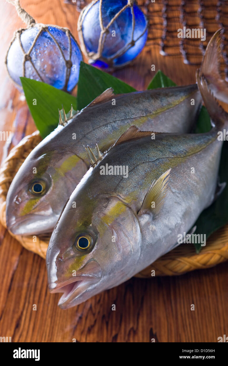European or highfin amberjack hi-res stock photography and images - Alamy