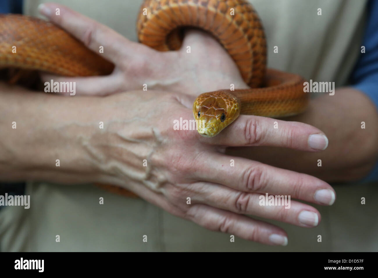A close up of a woman holding an orange ratsnake Stock Photo - Alamy