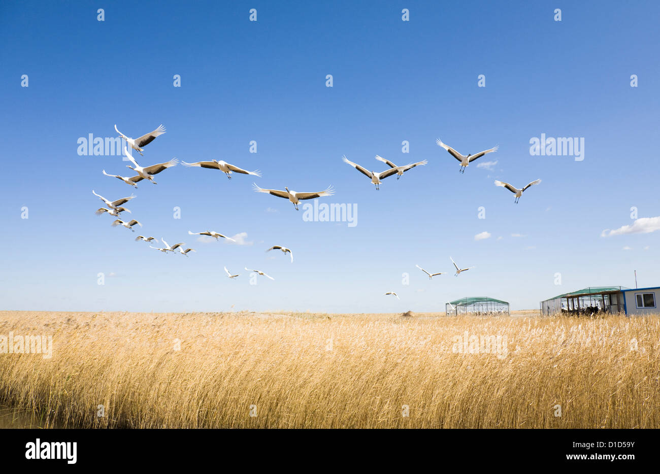Flock of cranes migrating over yellow grassland against blue sky Stock ...
