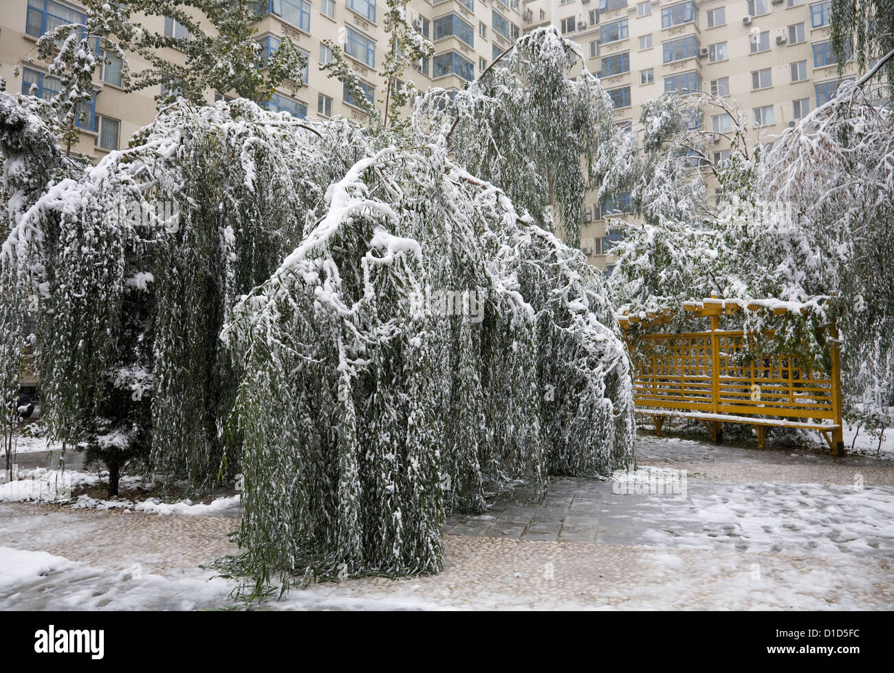 After winter snow storm, trees branch was damaged by the heavy snow ...