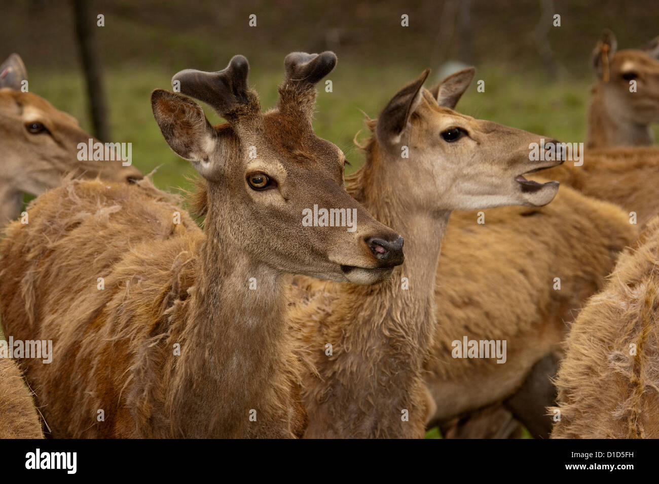 Livestock farming australia hi-res stock photography and images - Alamy
