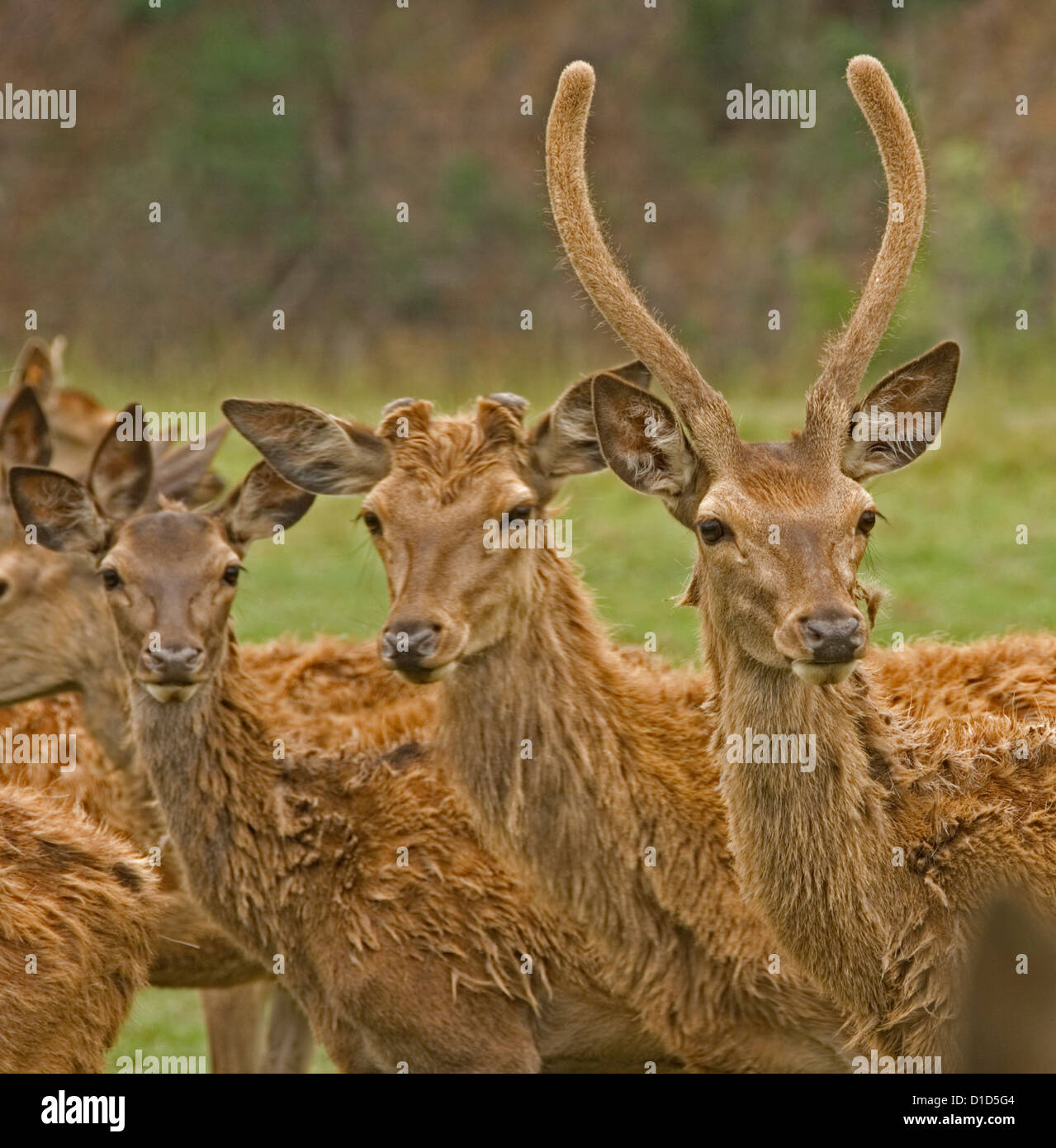 Group of red deer including a young stag with antlers Stock Photo - Alamy