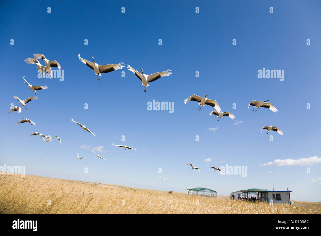 Flock of cranes migrating over yellow grassland against blue sky Stock ...