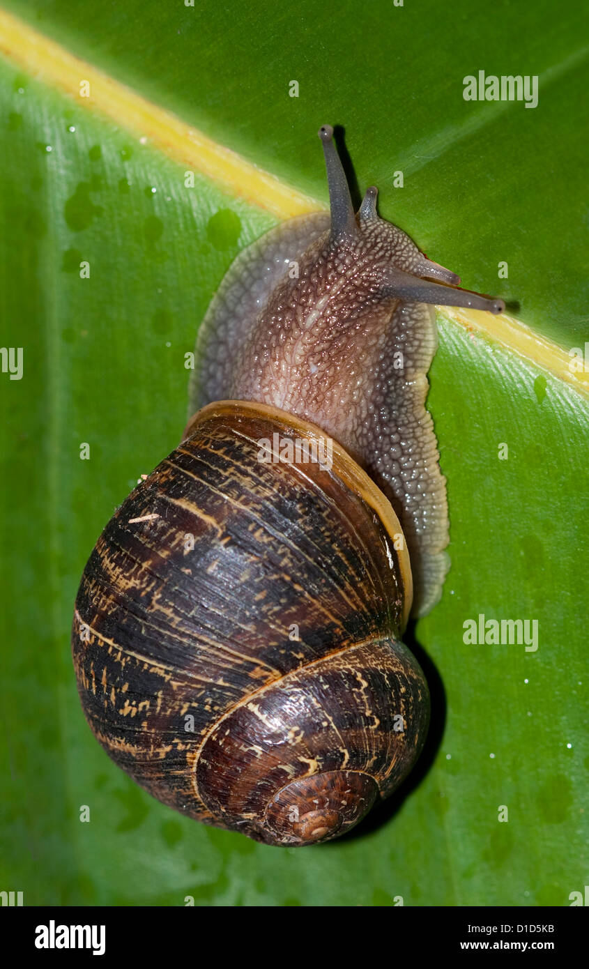 Brown garden snail eating leaf hi-res stock photography and images - Alamy