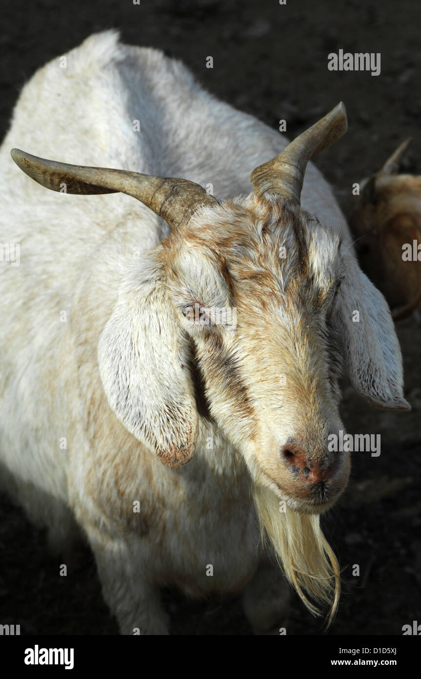 Nepalese goat hi-res stock photography and images - Alamy