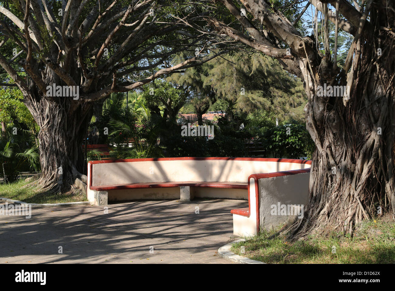A park bench between two trees in San Pancho, Nayarit, Mexico Stock ...