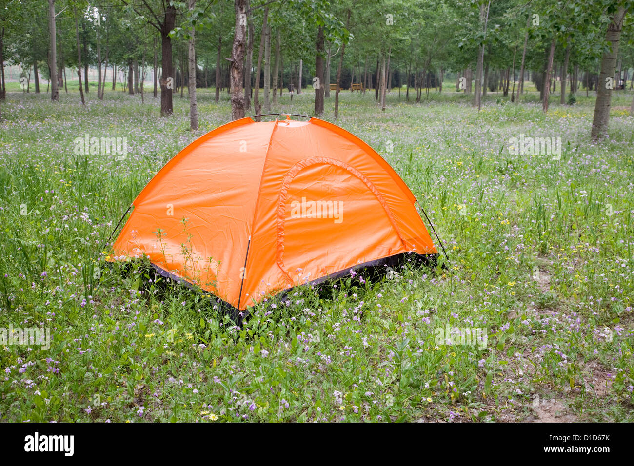 Tent set up for camping in forest Stock Photo - Alamy