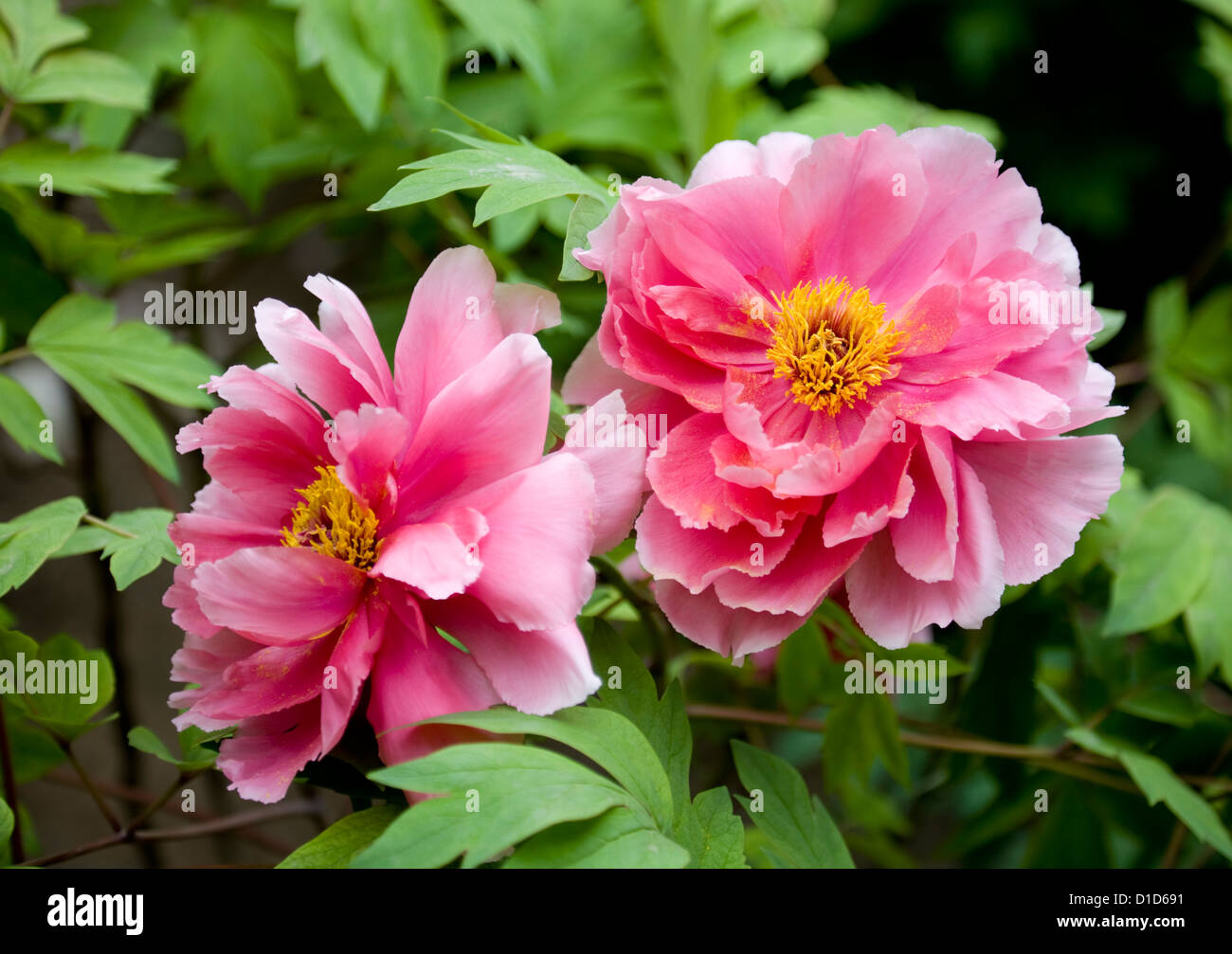 Summer peony hi-res stock photography and images - Alamy
