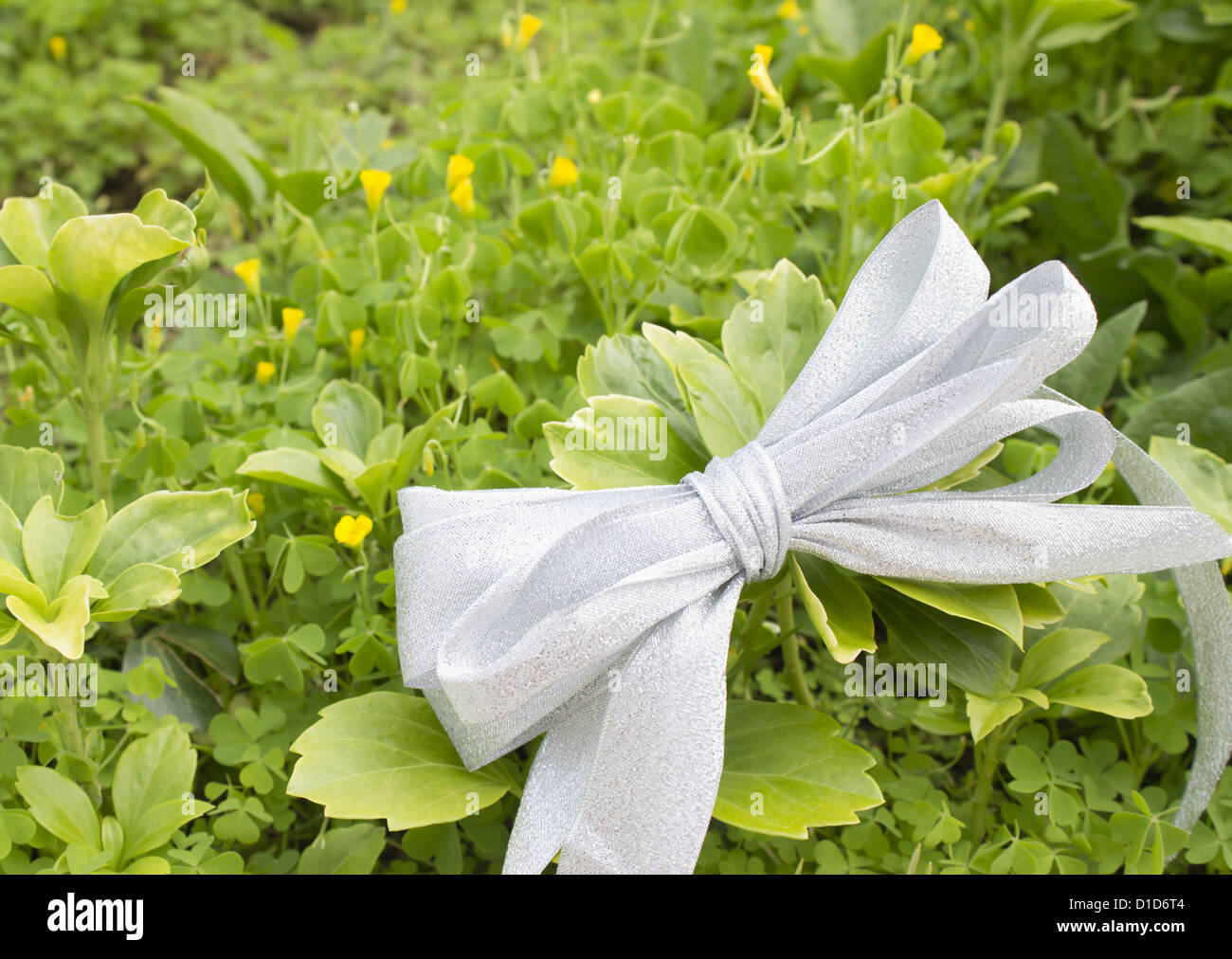 Plants and a ribbon Stock Photo - Alamy