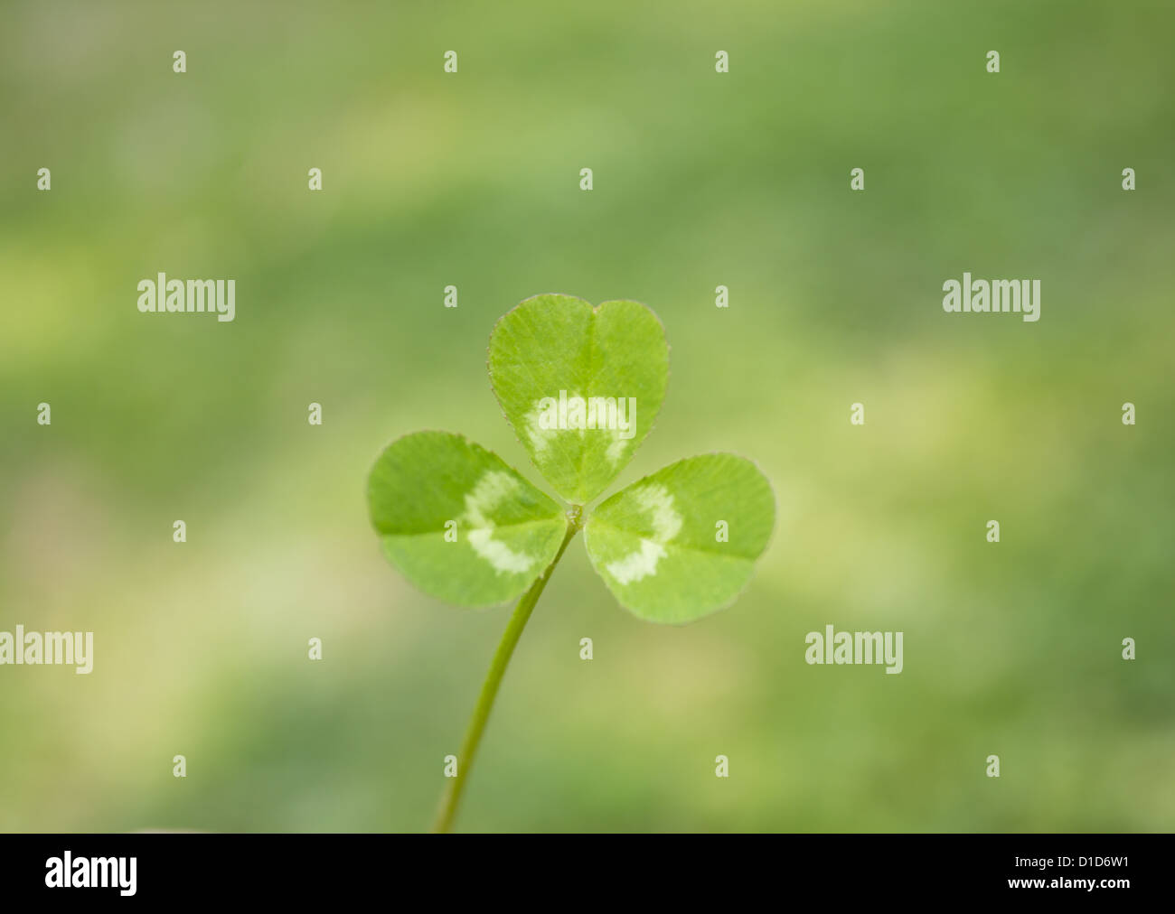 Clover hi-res stock photography and images - Alamy